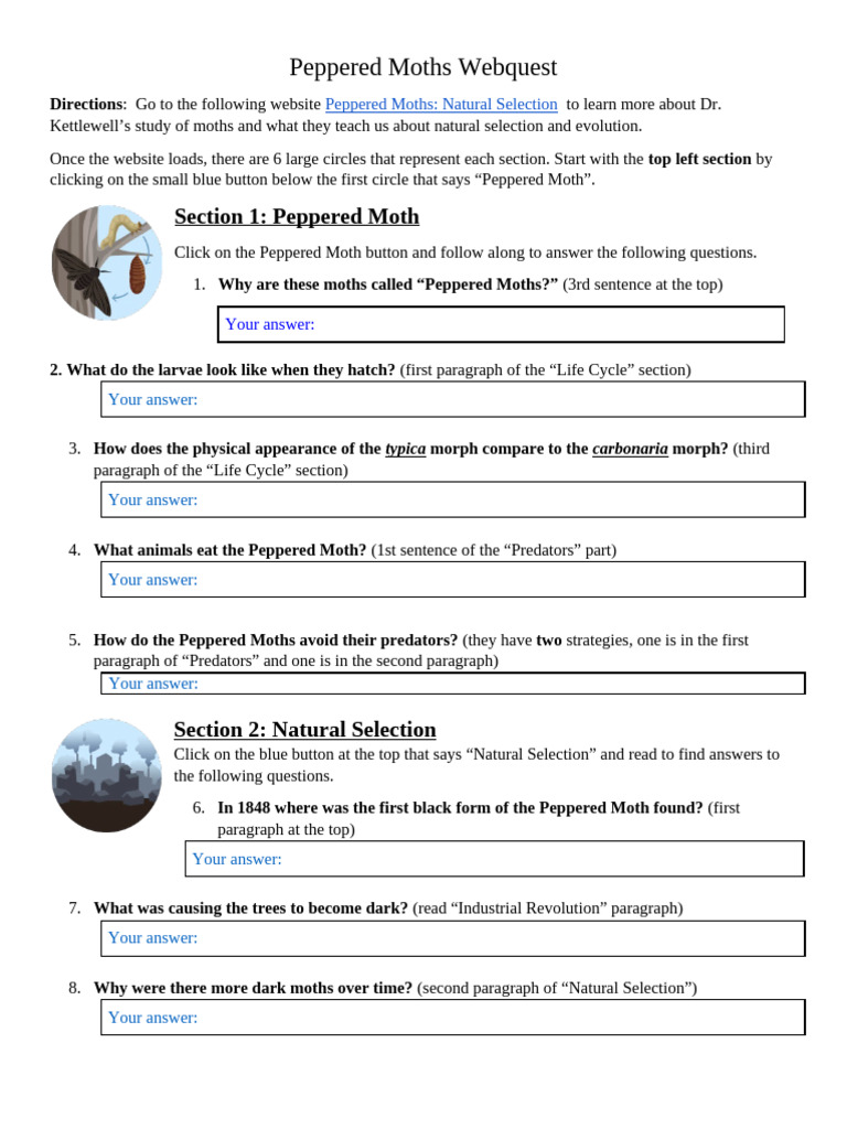 Peppered Moths Worksheet | PDF | Biological Evolution