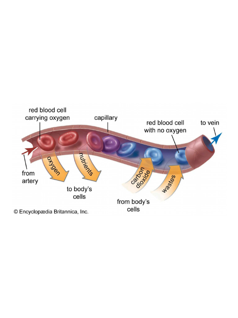 Red Blood Cell (Biology) - Britannica | PDF