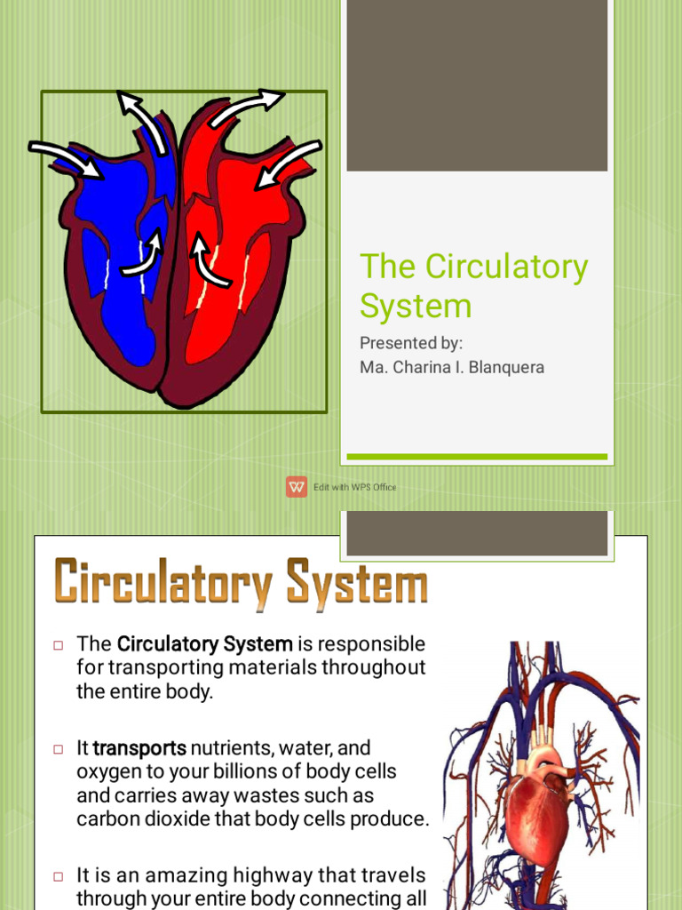 (S) Circulatory System | PDF