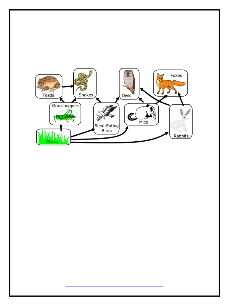Food Webs Worksheet 1 | PDF