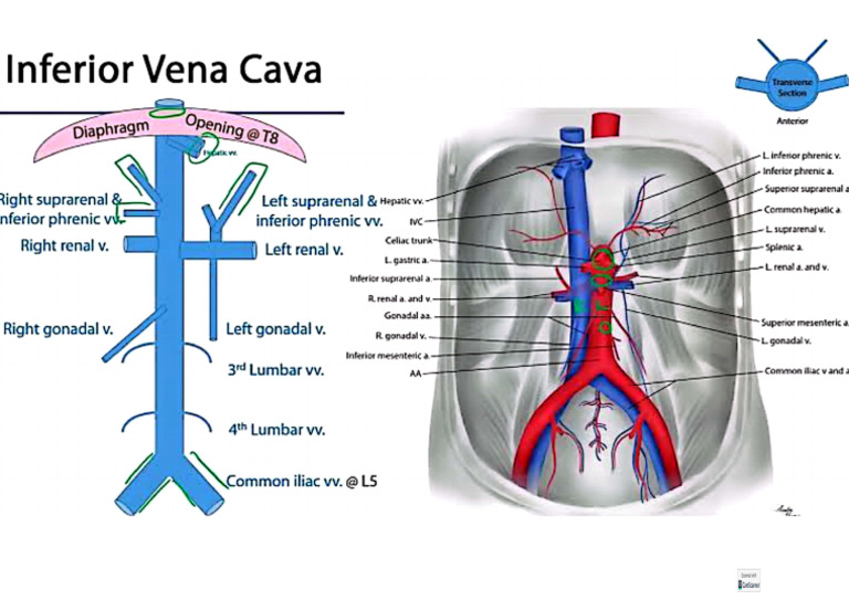Inferior Vena Cava | PDF