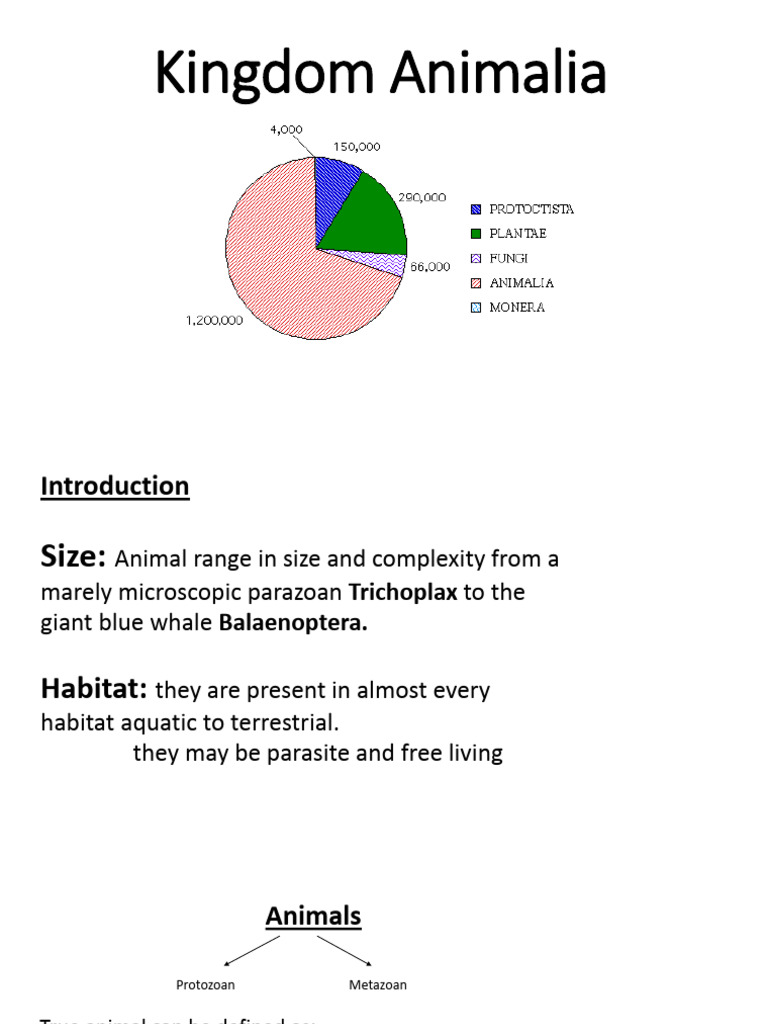 Kingdom Animalia Notes | PDF