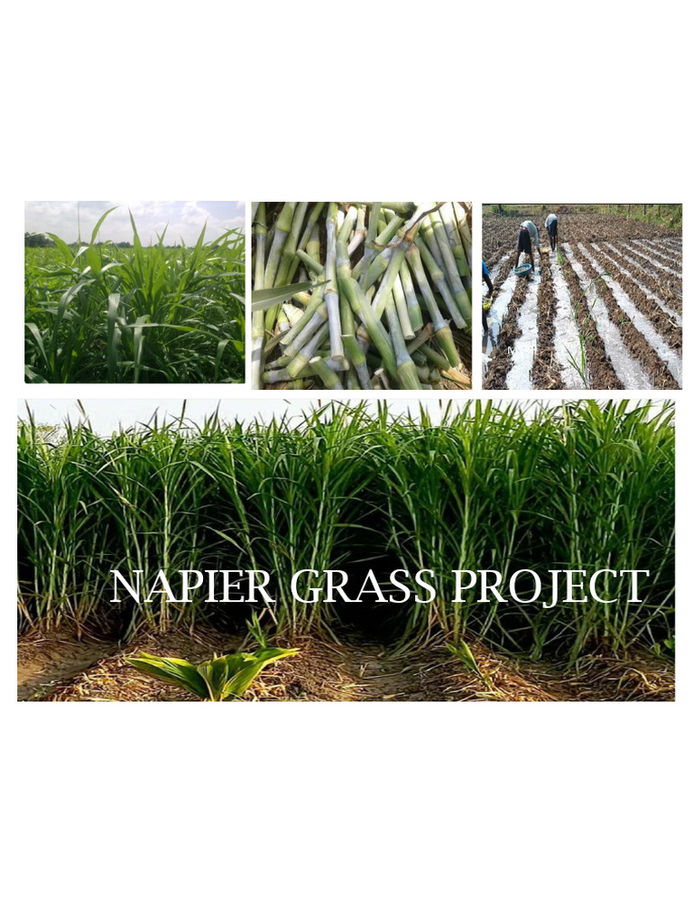 NAPIER GRASS PROJECT | PDF