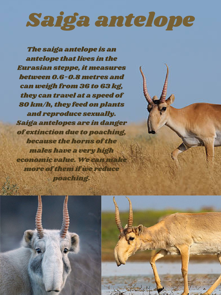 Saiga Antelope | PDF