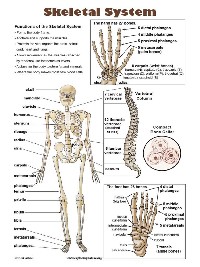 Skeletal System Labeled | PDF