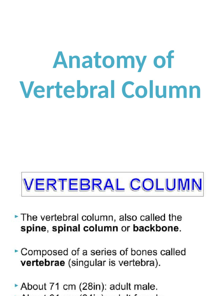 Vertebral Column | PDF