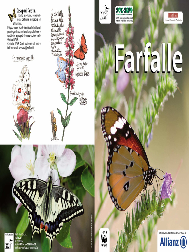 Depliant Farfalle | PDF