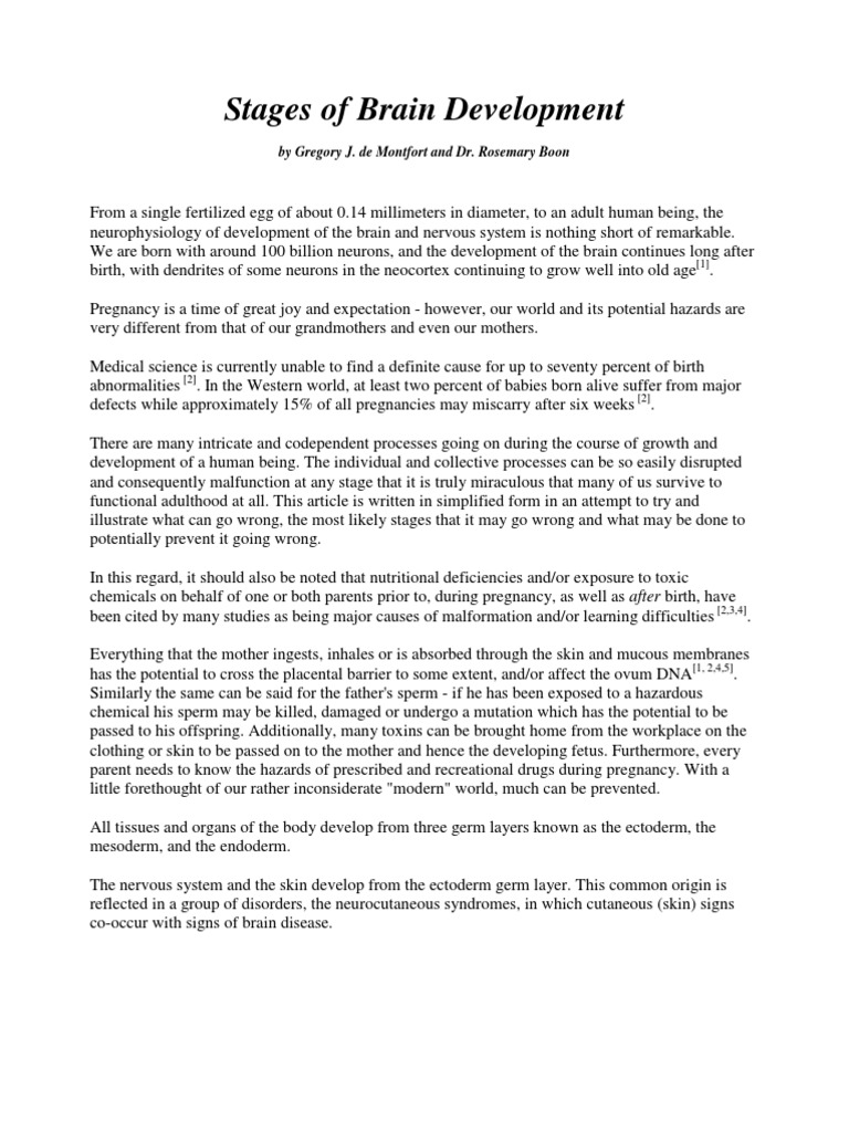 06 Stages of Brain Development | PDF