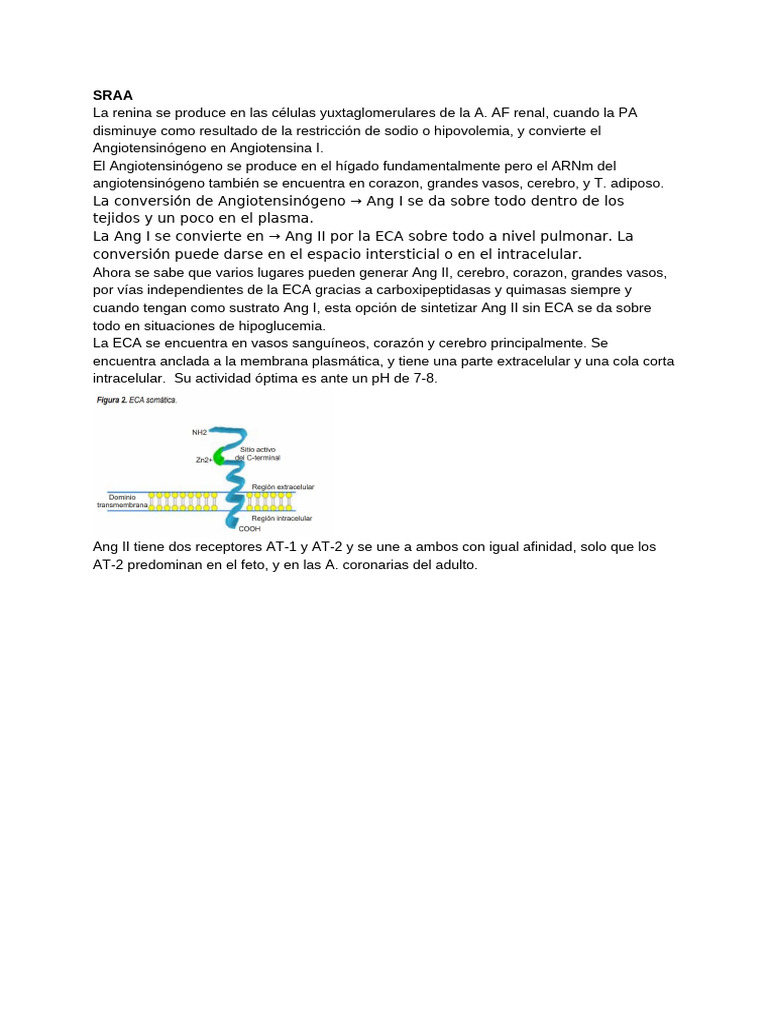 SRAA RESUMEN - Español | PDF | Angiotensina | Sistema endocrino