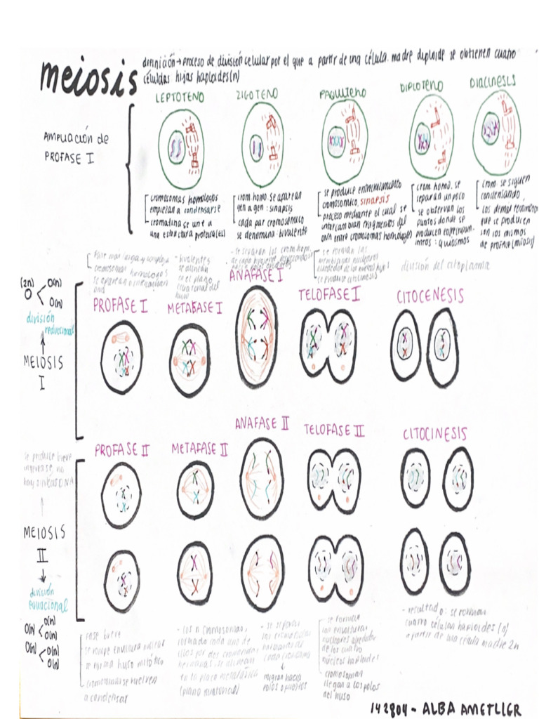 Meioisis - Profase I | PDF