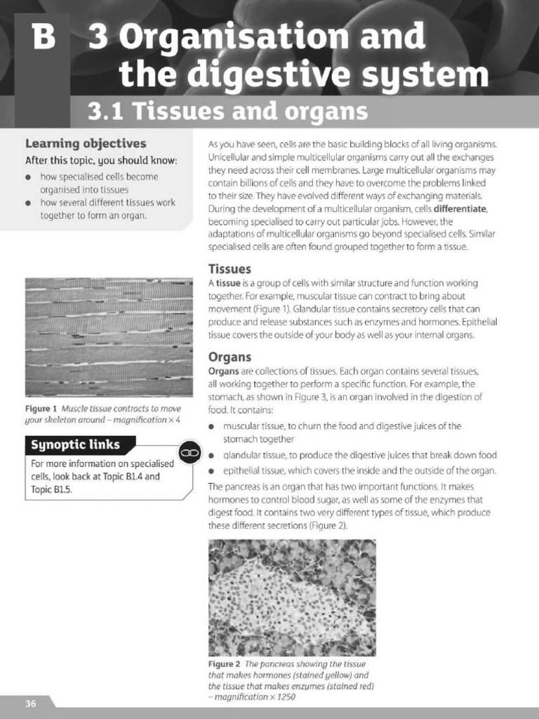 Biology Topic 3 AQA | PDF
