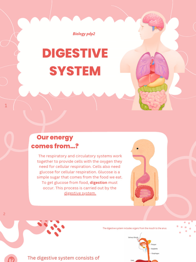 Biology Digestive System Presentation Maja Jakociuk 2cPDP | PDF