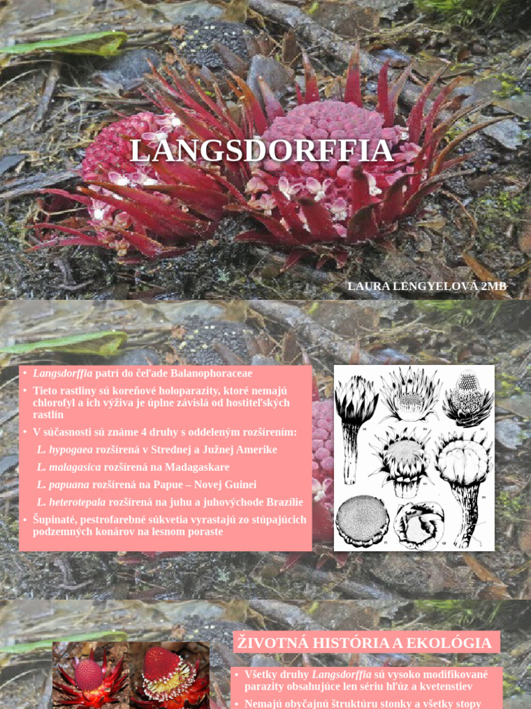 LANGSDORFFIA - Rastliny Známe Neznáme | PDF