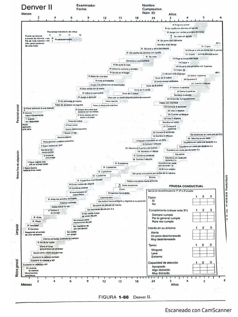 Tamizaje de Denver II | PDF