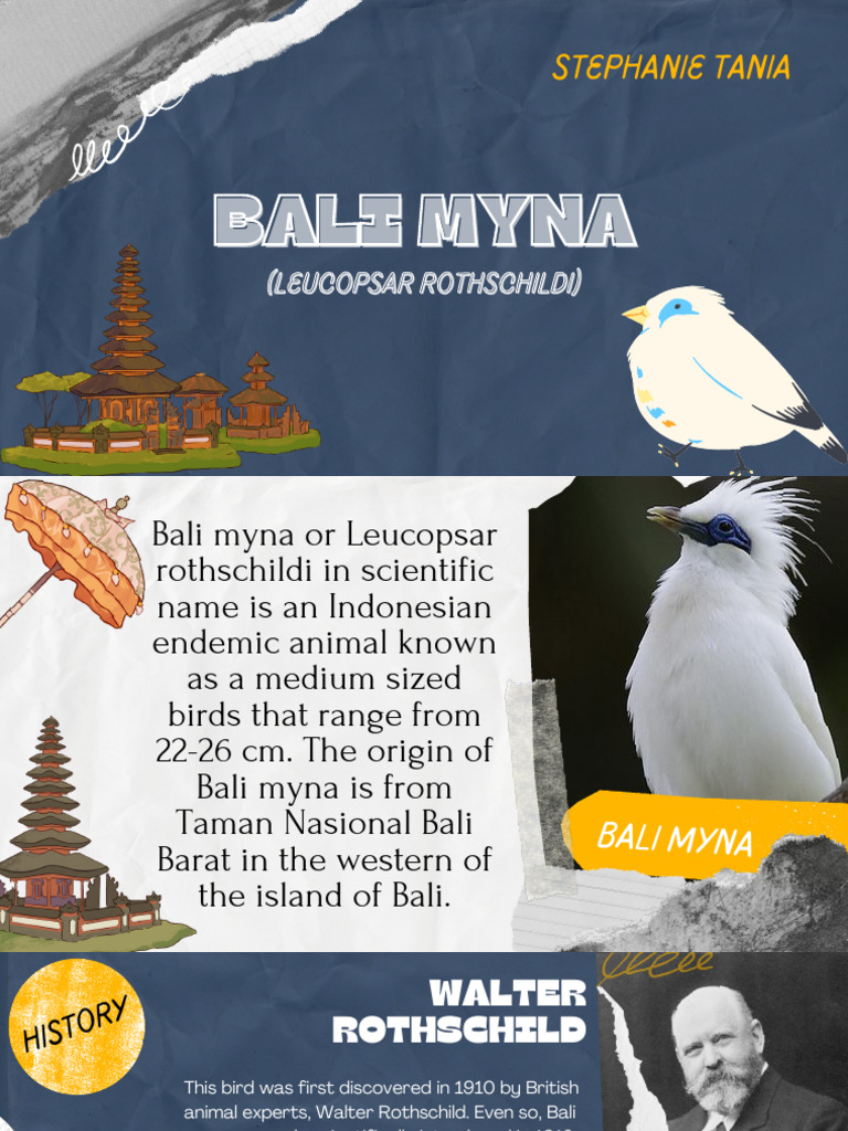 Bali Myna/jalak Bali | PDF