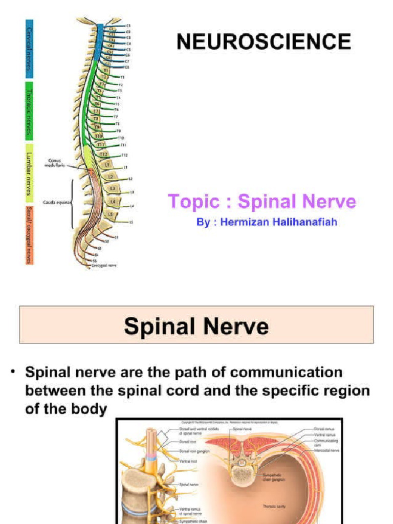 Spinal Nerve | PDF