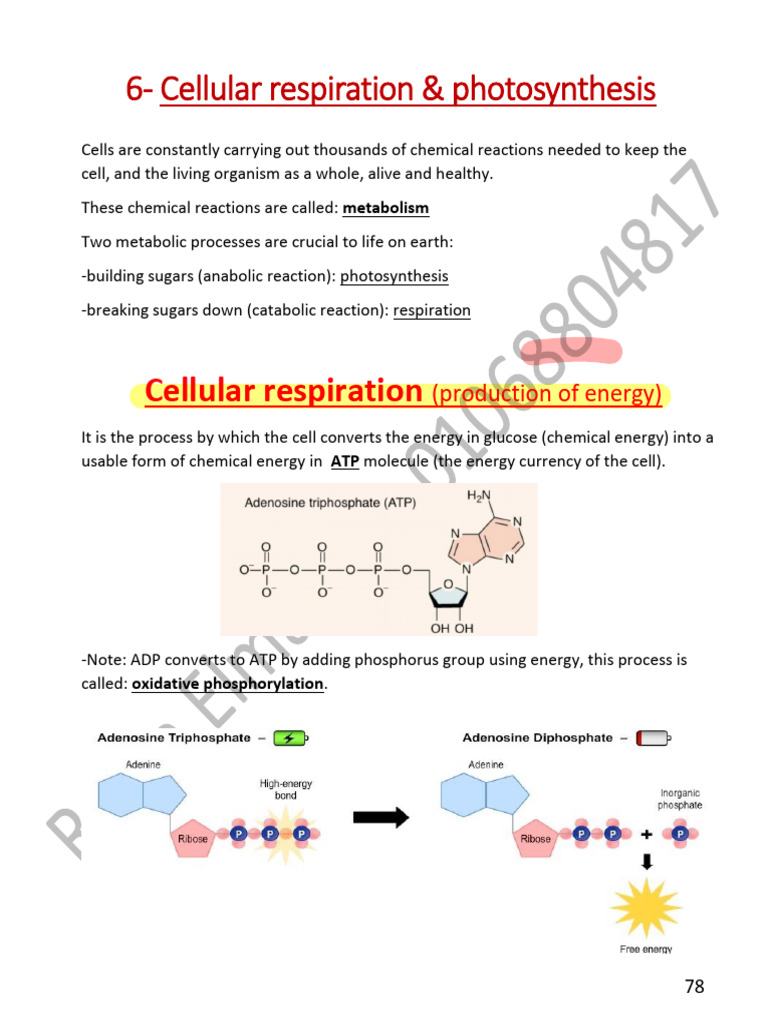 Cellular Respiration and Photosynthesis | PDF