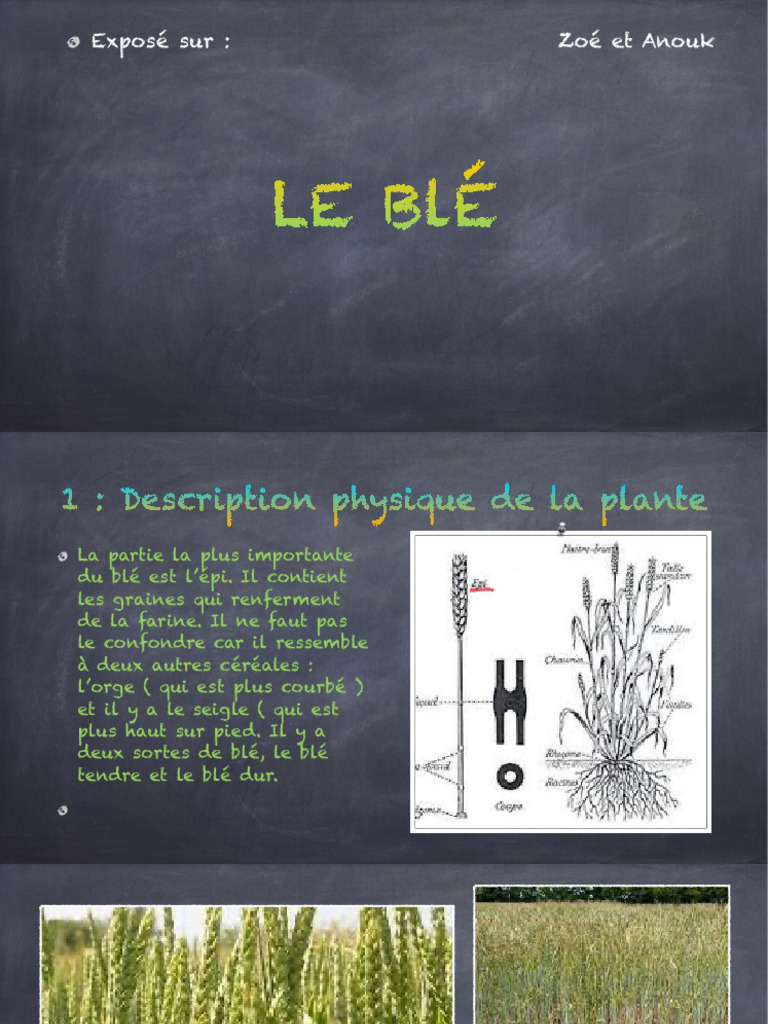 Le blé pdf | PDF