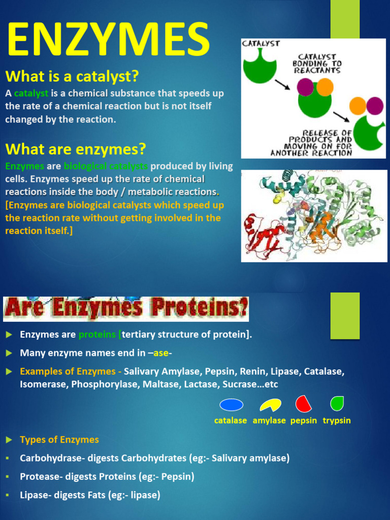 Enzymes Ppt Pdf