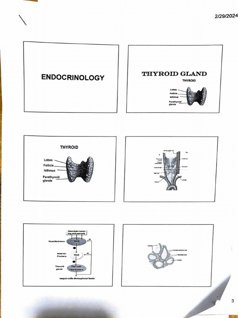 Thyroid Notes Full | PDF