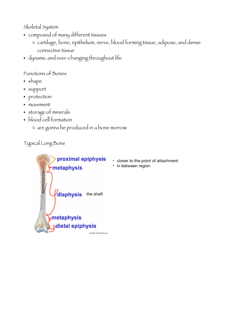Skeletal System | PDF