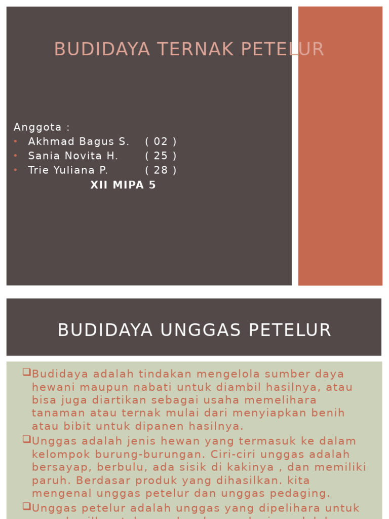Ukuran Kandang Bebek Pedaging 100 Ekor | PDF