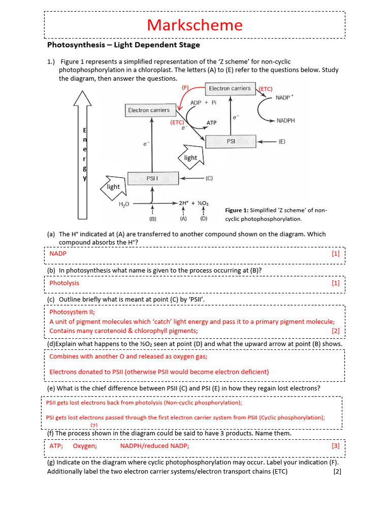 P. 3 - 4 Photosynthesis - Light Dependent Reaction Ms | PDF