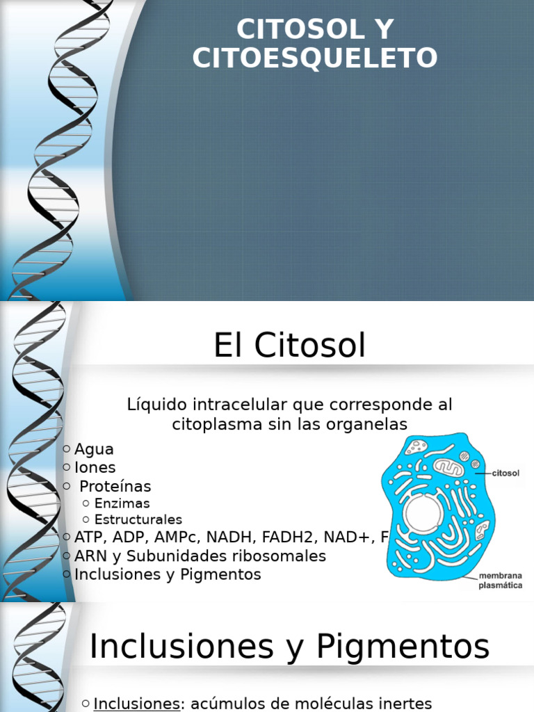 2 UAI Citosol, Citoesqueleto, - Tagged | PDF
