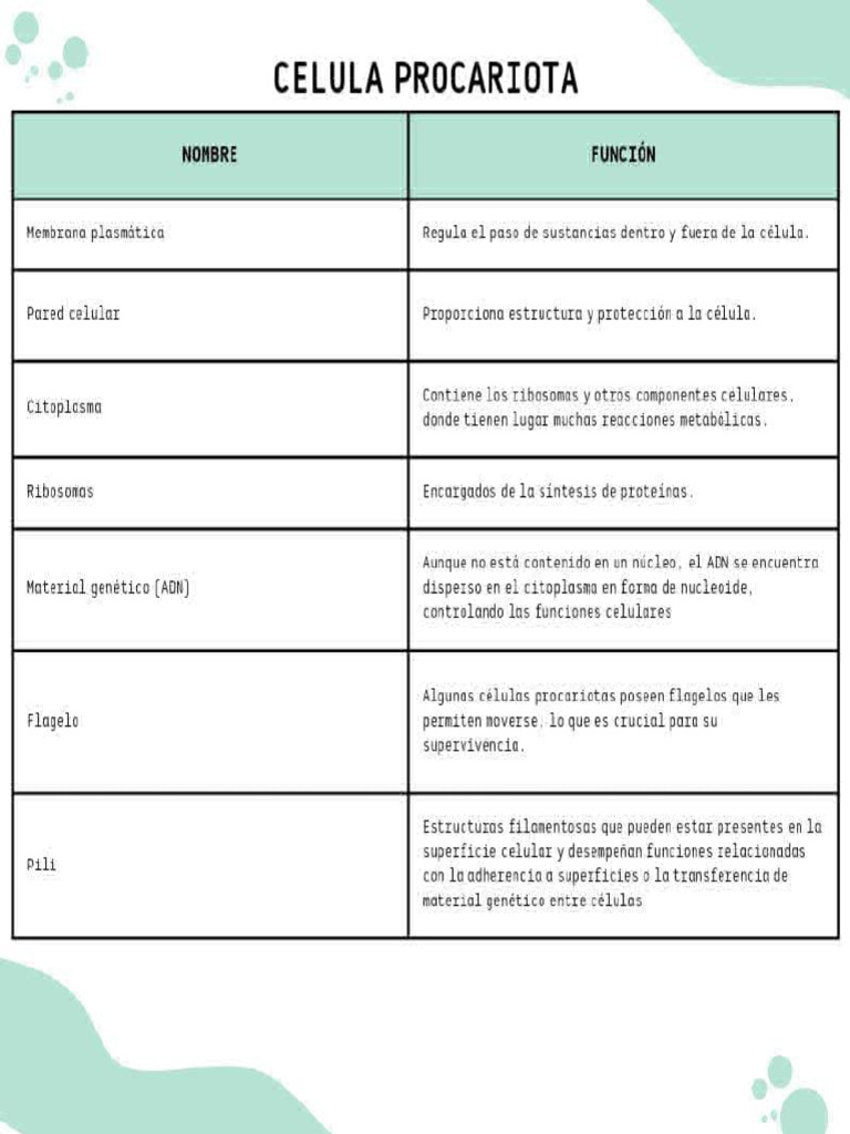 Cuadro Resumen Celula | PDF