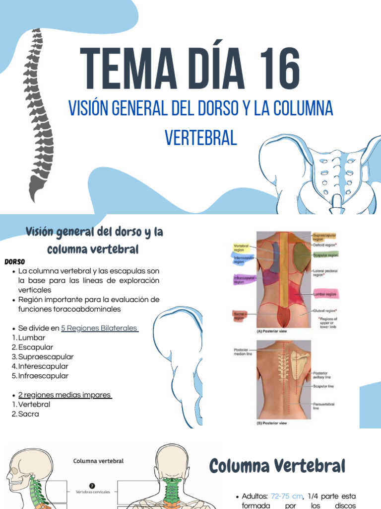 Presentación Diapositivas Anatomía Cuerpo Humano Ilustrativo Simple ...