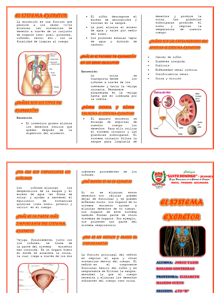 Triptico Sistema Excretor 2 | PDF