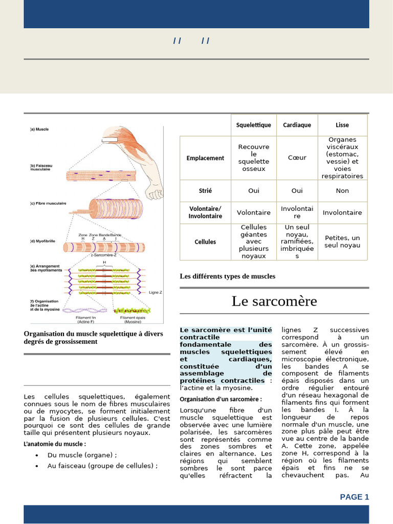 Physiologie Musculaire | PDF