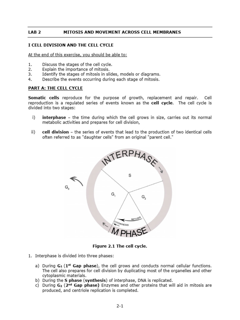Lab 2 Osmosis Diffusion 2023 2 | PDF