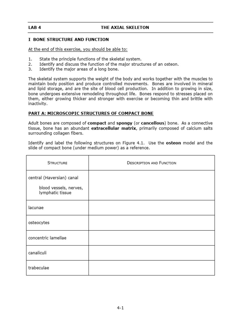 Lab 4 Axial Skeleton 2022 1 | PDF