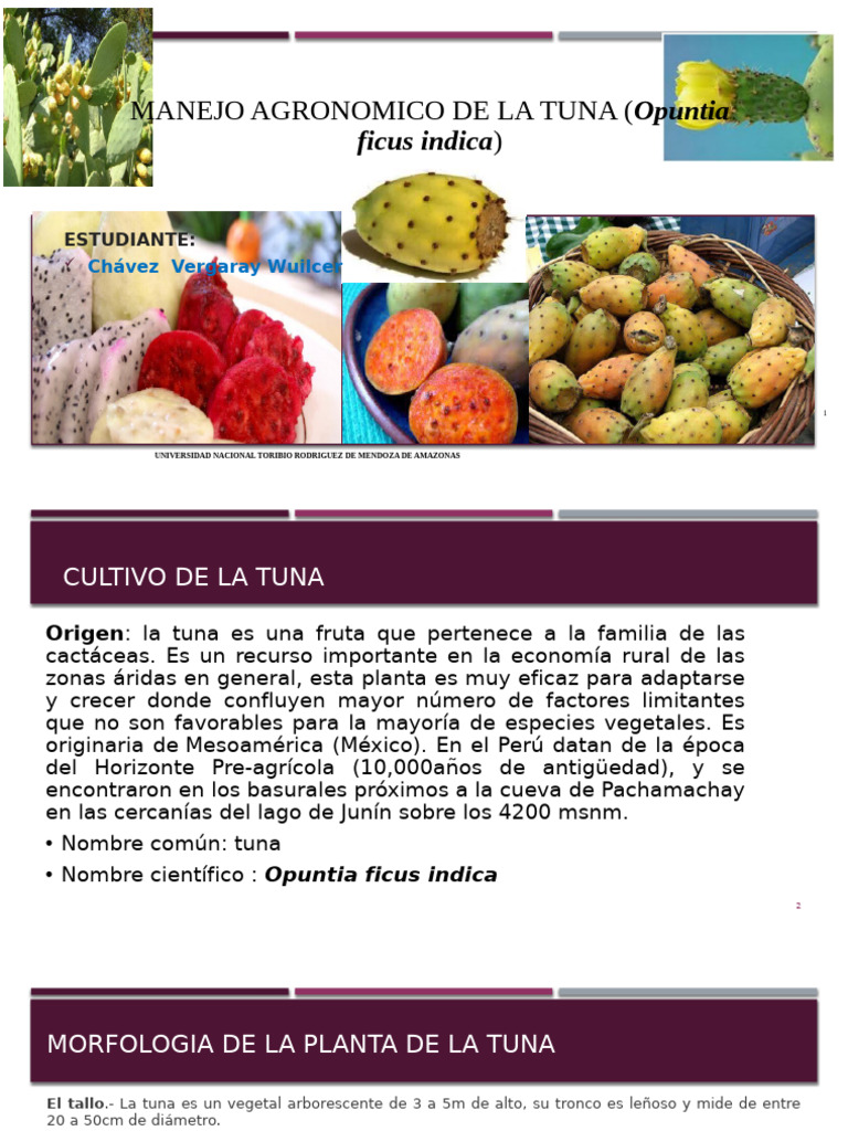 Arbol de La Tuna | PDF