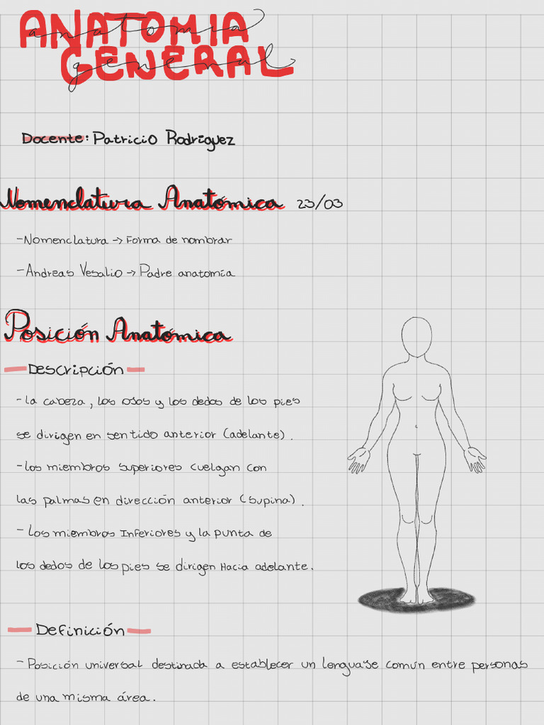 Apuntes Anatomia General | PDF