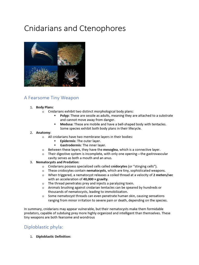 Cnidarians and Ctenophores | PDF | Venomous Animals