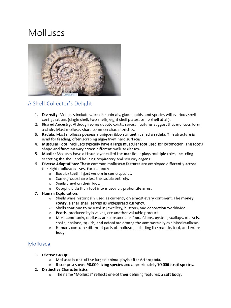 Mollusca | PDF