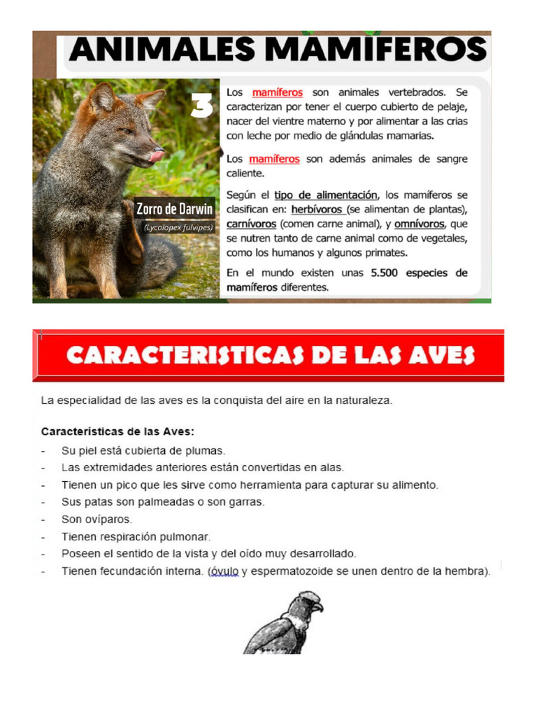 Mamiferos y Aves | PDF