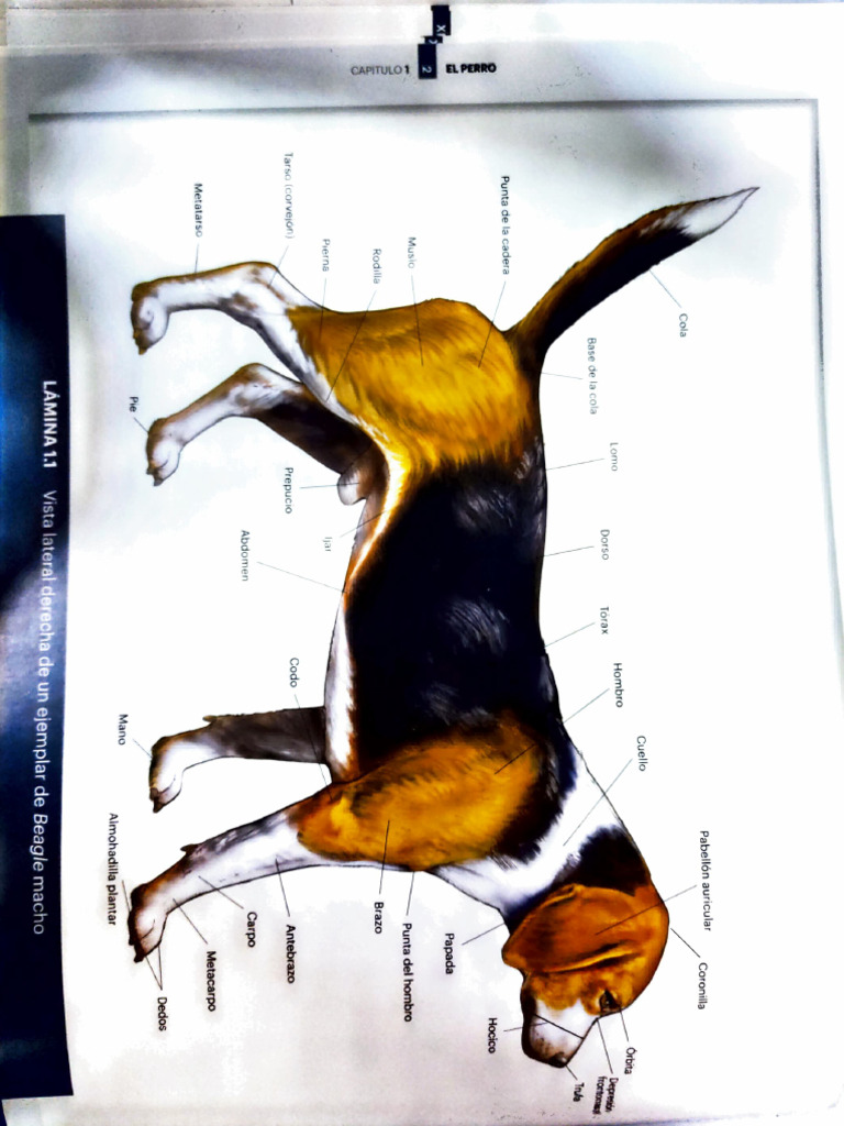 Anatomía Canina: Guía Visual | PDF | Mano | Anatomía humana
