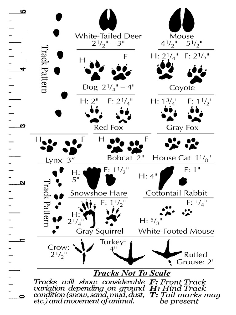 Animal Tracks Pocket Guide | PDF