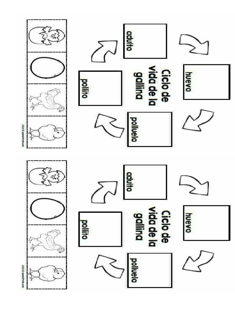 ciclo de vida de la gallina | PDF
