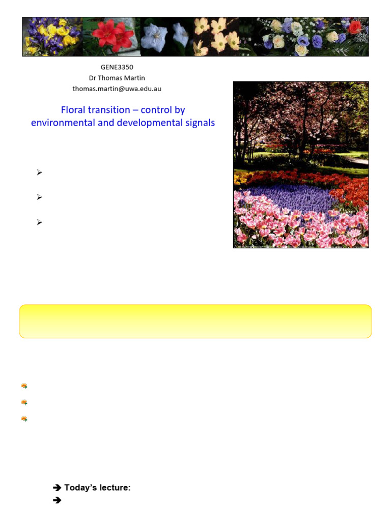 GENE3350 L3 Floral Transition - From Stem Meristem To Floral Meristems ...