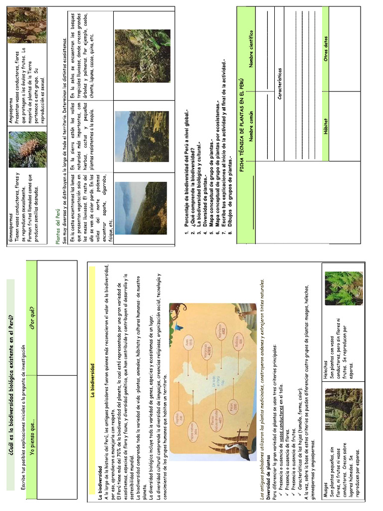 Ficha Cyt - 10-09-2024 | PDF
