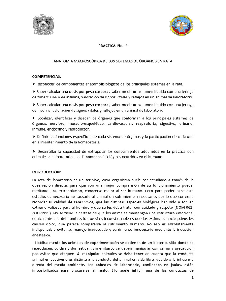 Práctica 4. Anatomía de Rata | PDF