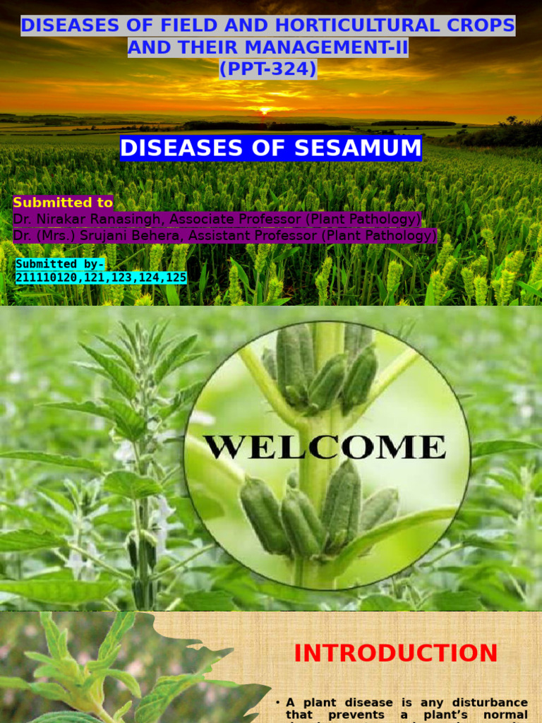 Sesamum Pest Diseases | PDF | Sesame | Plants