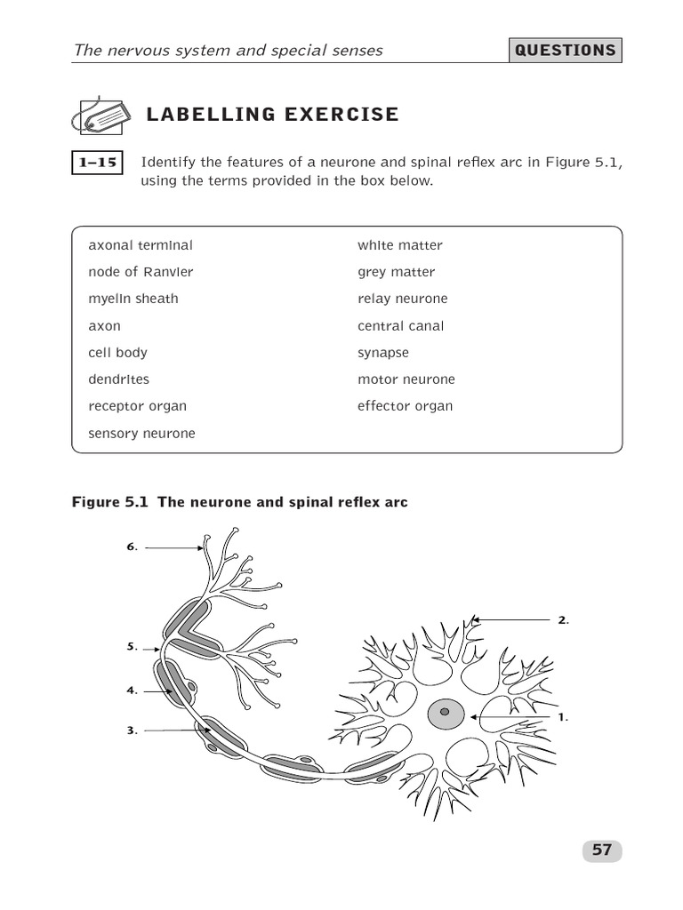 TM 8 (LKS) Anfis Sistem Persyarafan | PDF