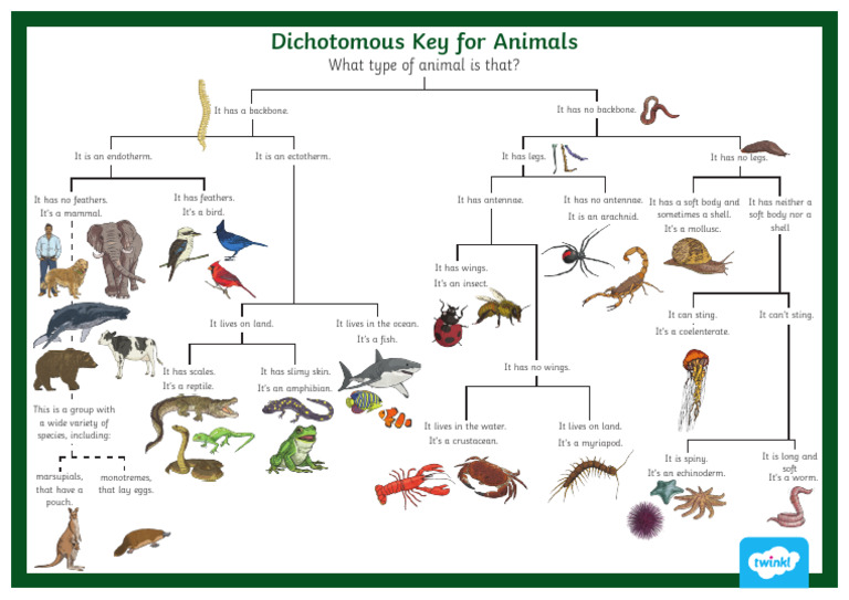 Dichotomous Key For Animals A3 | PDF | Zoology