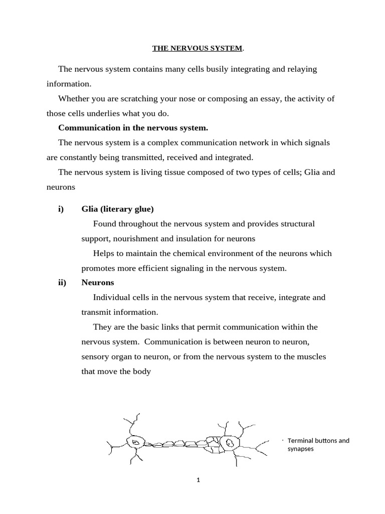 Topic 3 Organization of the Nervous System | PDF