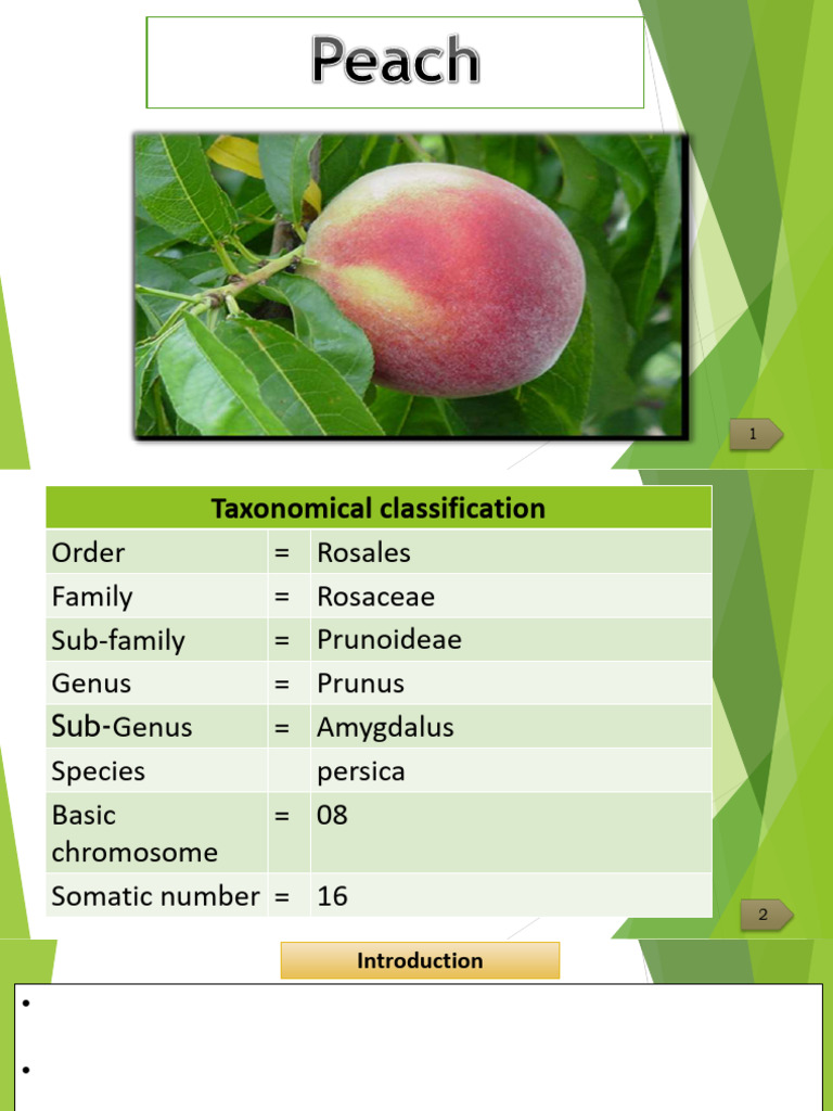 Unit 5 Peach | PDF